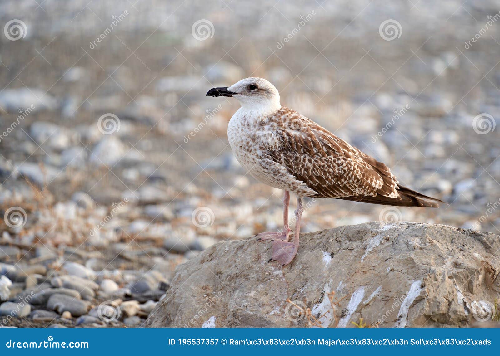 Female Seagull Resting Over a Rock in the Beach Stock Image - Image of ...