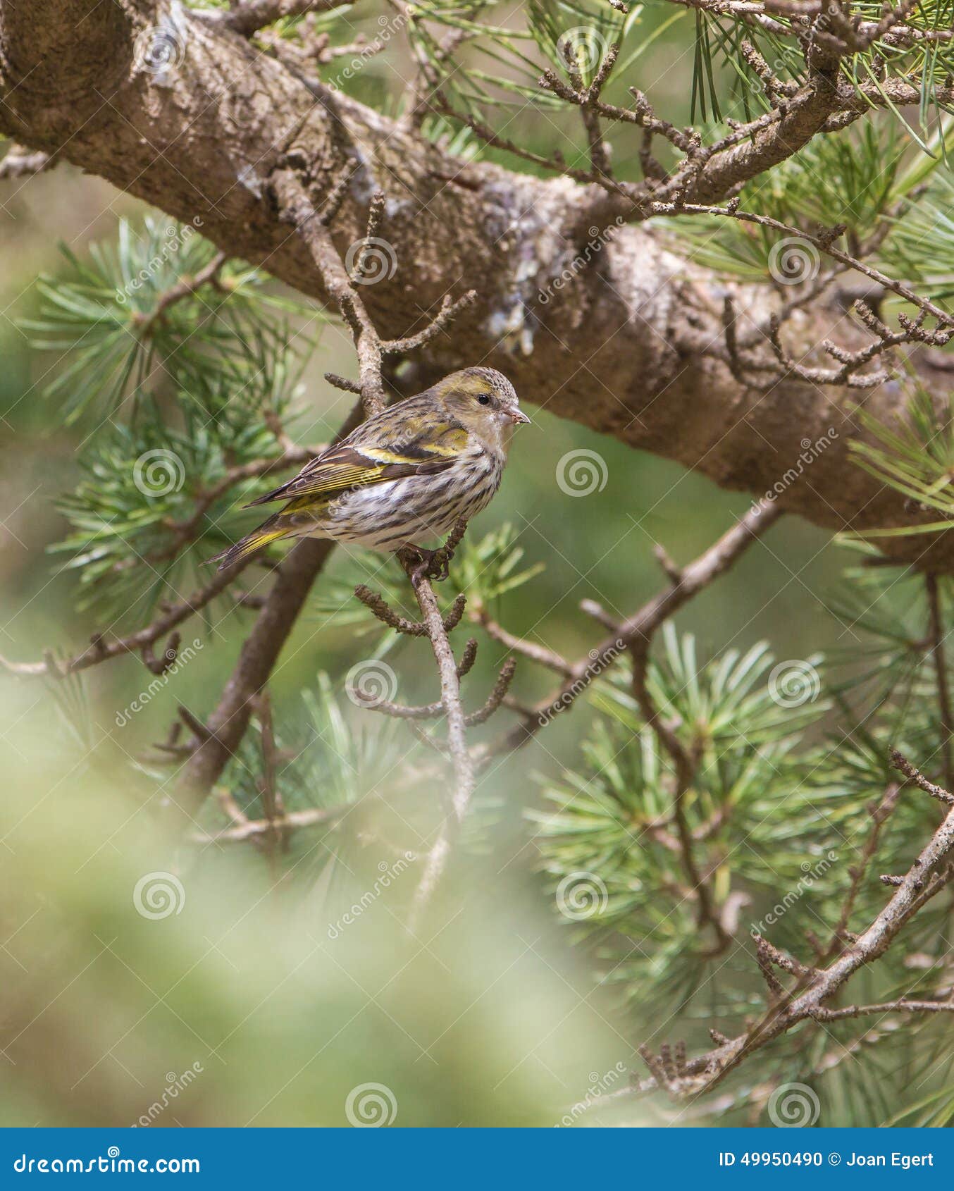 Female Serin on a Pine Tree Stock Photo - Image of detail, perching ...