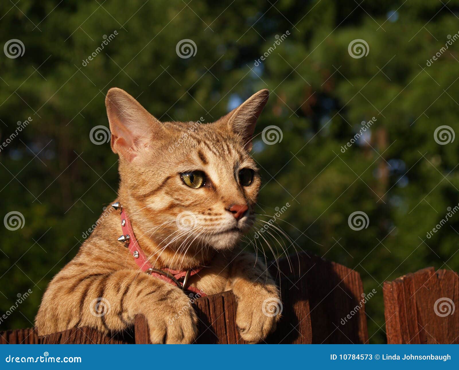 Female Serval Cat Leptailurus Serval Eating/enjoying Bone Front View On ...