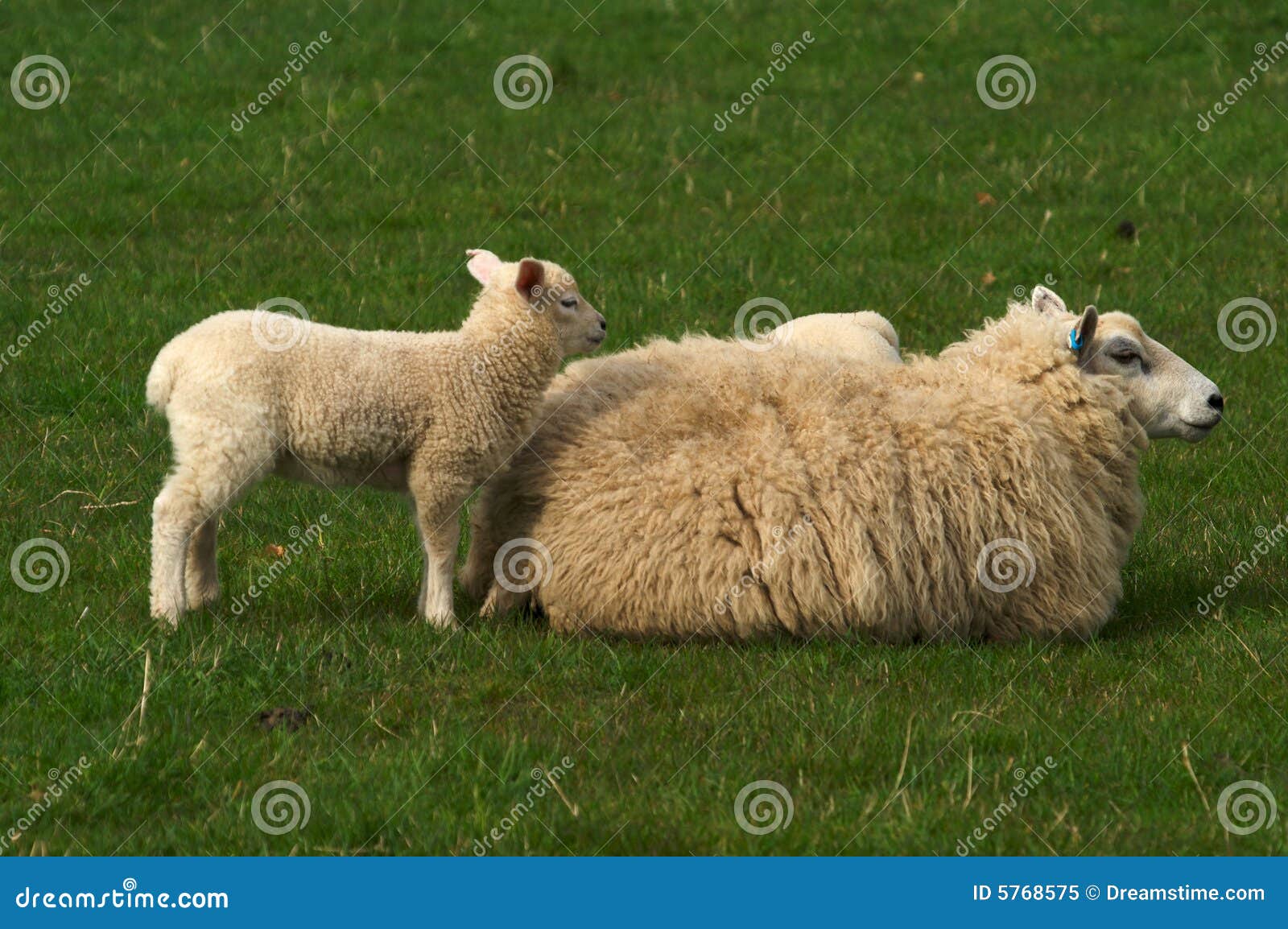 Female Sheep Royalty Free Stock Photo - Image: 5768575