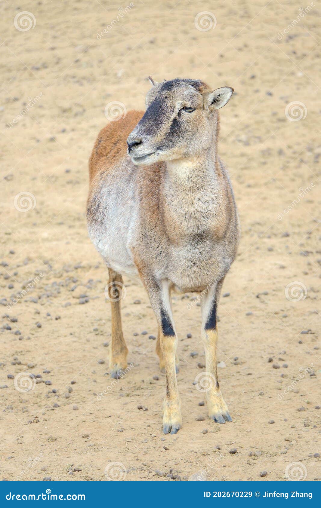 Female Sheep Eating Grass And Hay In Farm Stock Photography ...