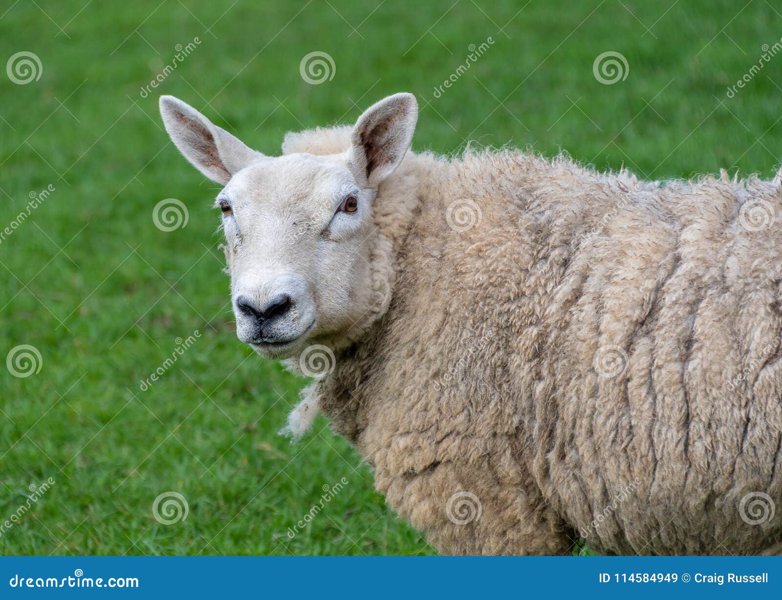 Female sheep in a field stock image. Image of livestock - 114584949