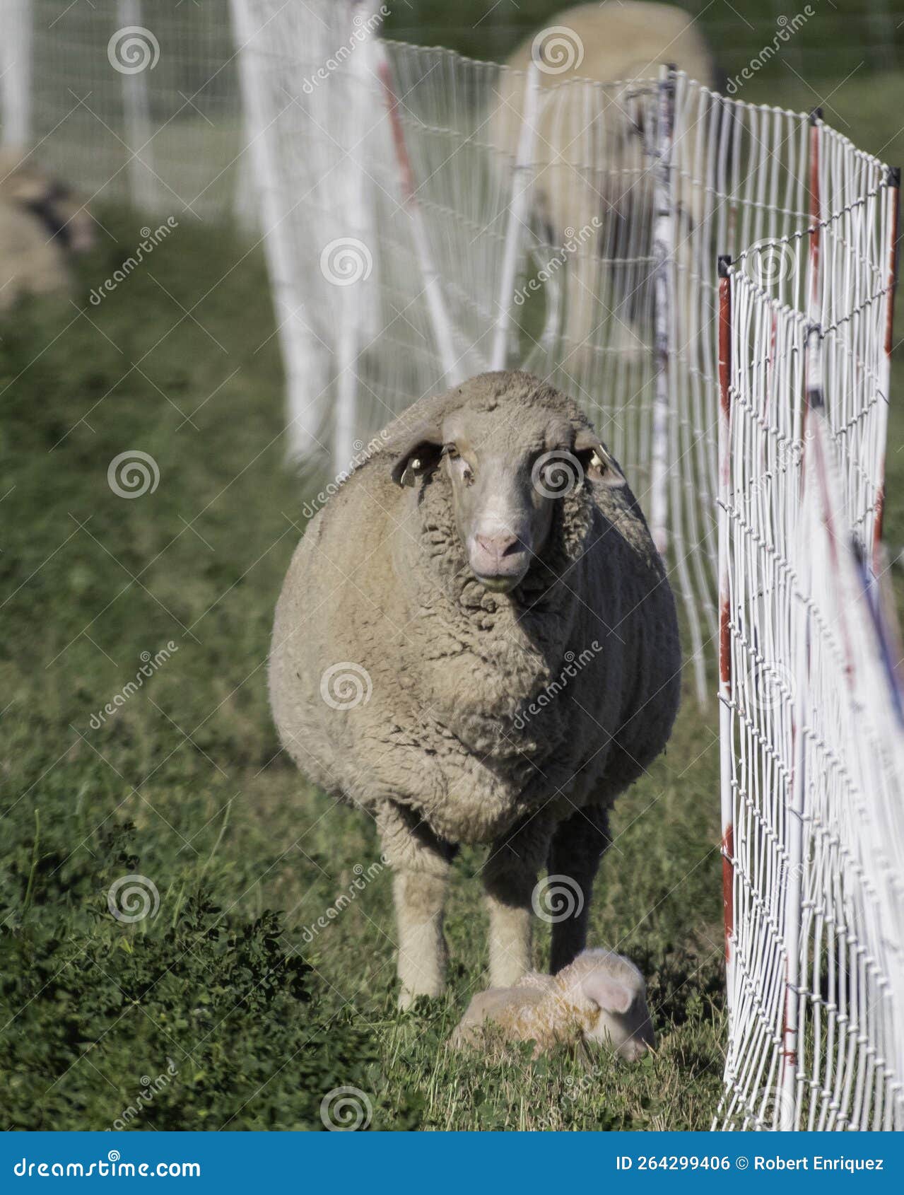 A Female Sheep with Her Baby in a Field Stock Photo - Image of farming ...