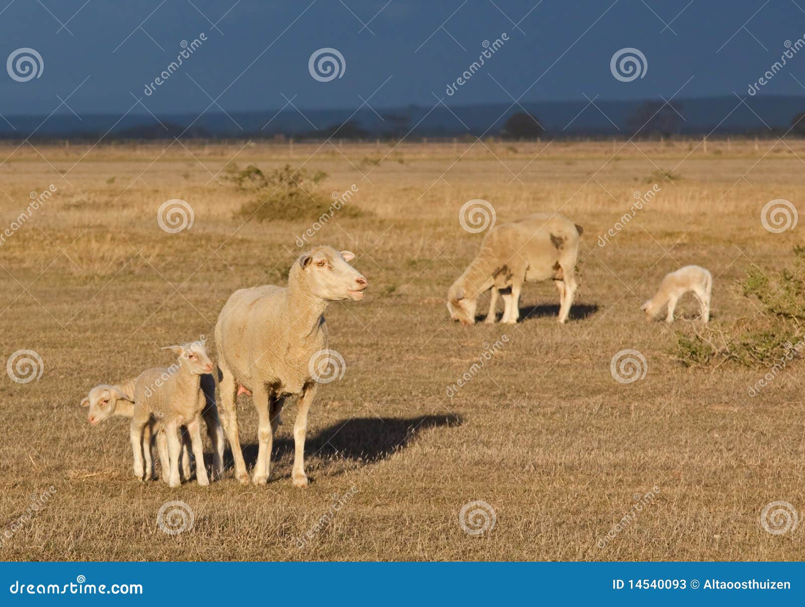 Female Sheep Eating Grass And Hay In Farm Stock Photography ...