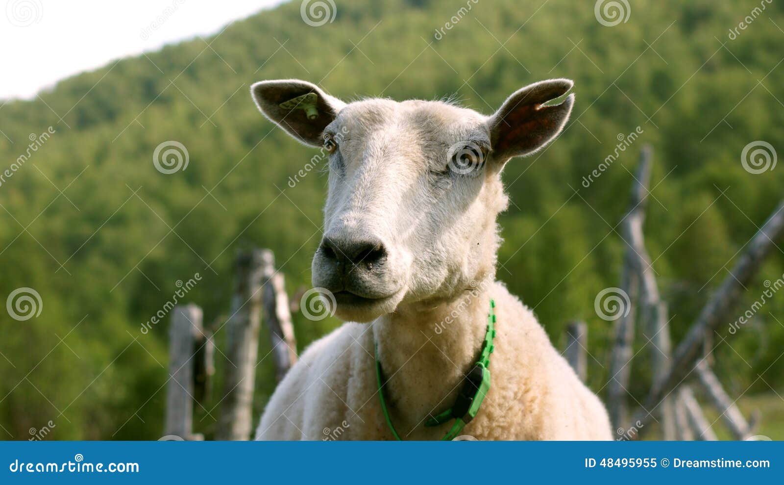 Female sheep stock image. Image of animal, summer, norway - 48495955