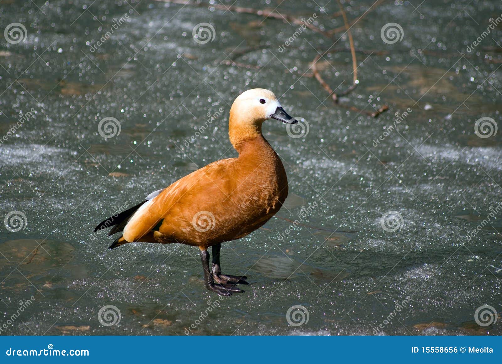 Female shelduck stock photo. Image of beak, avian, spring - 15558656