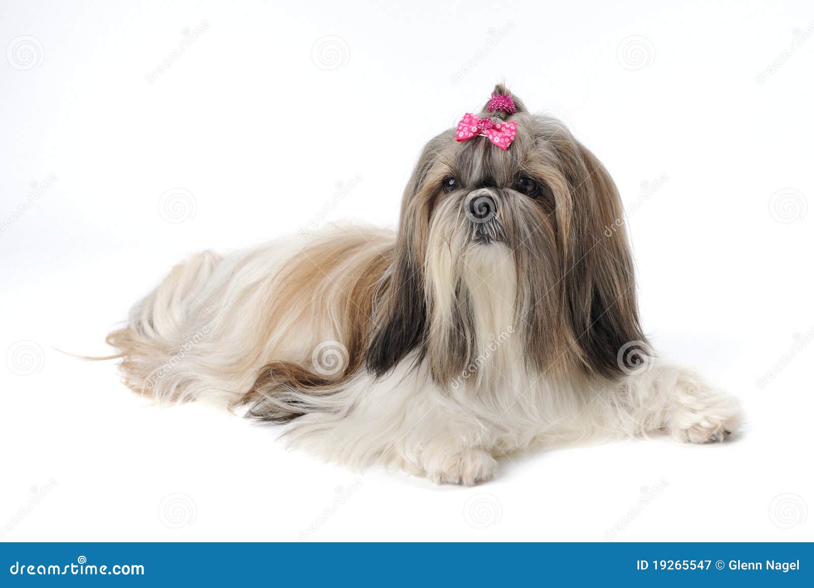 Female Shih Tzu dog stock image. Image of female, white - 19265547