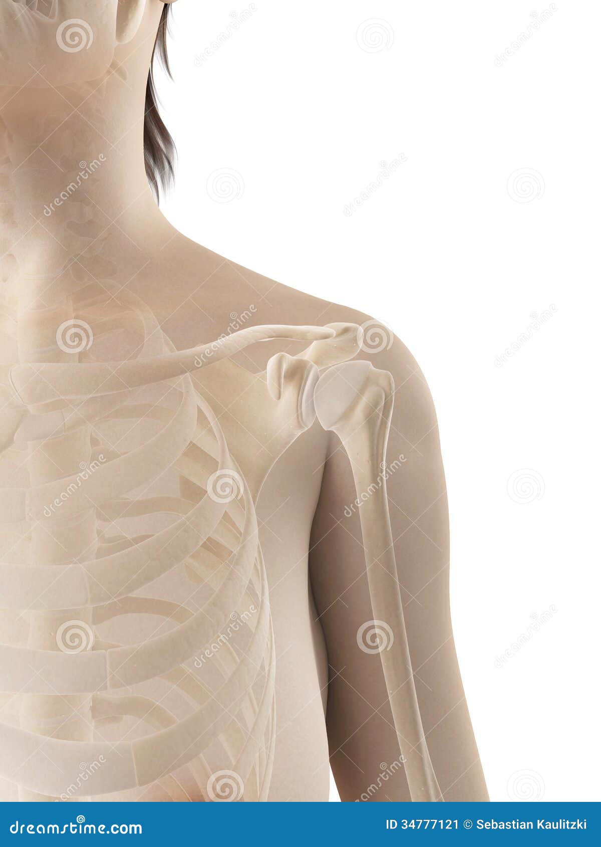 The Female Shoulder - Skeletal Anatomy Royalty-Free Cartoon ...