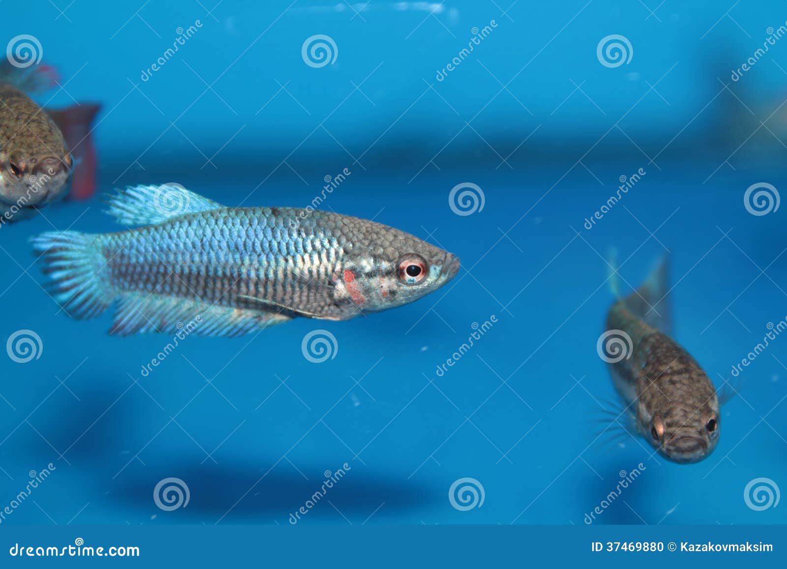 Female of Siamese Fighting Fish (Betta) Aquarium Fish Stock Photo ...