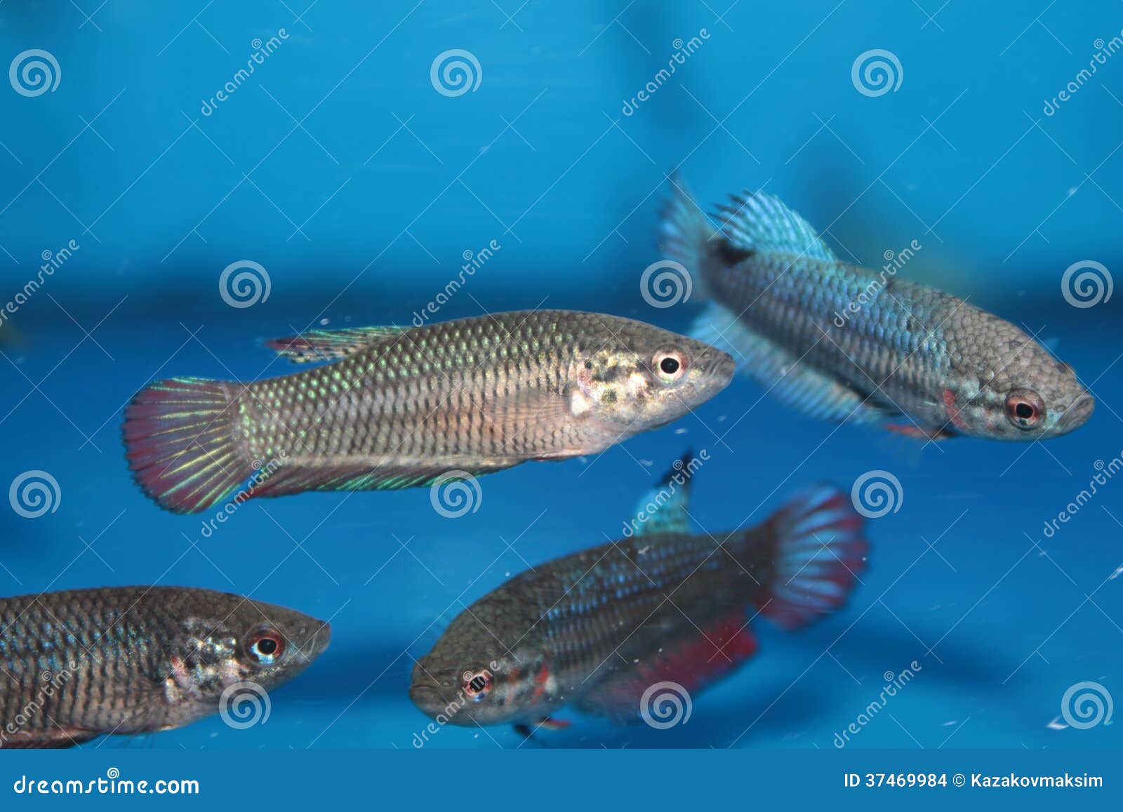 Female of Siamese Fighting Fish (Betta) Aquarium Fish Stock Photo ...