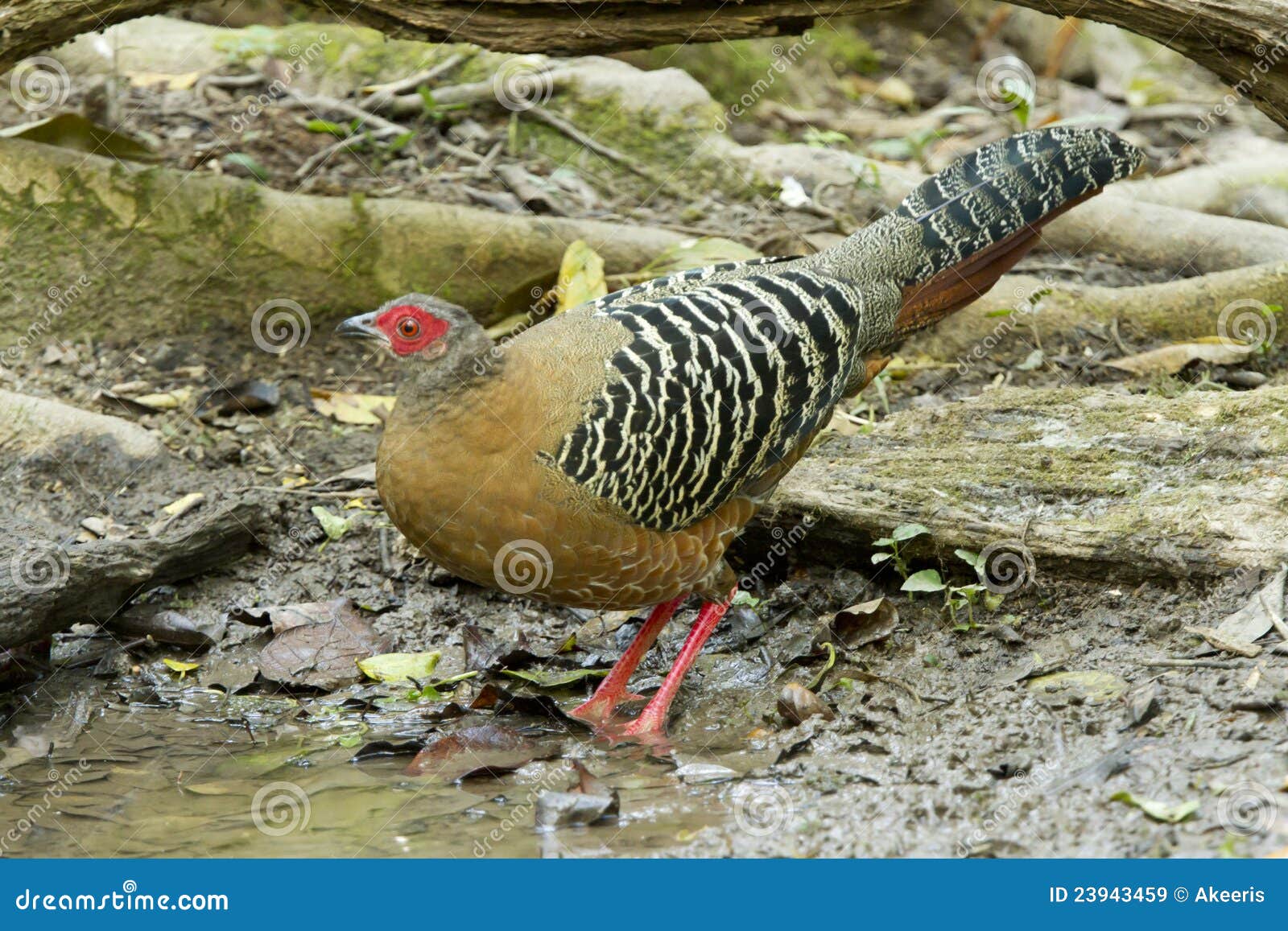 Female Siamese Fireback stock image. Image of long, brown - 23943459