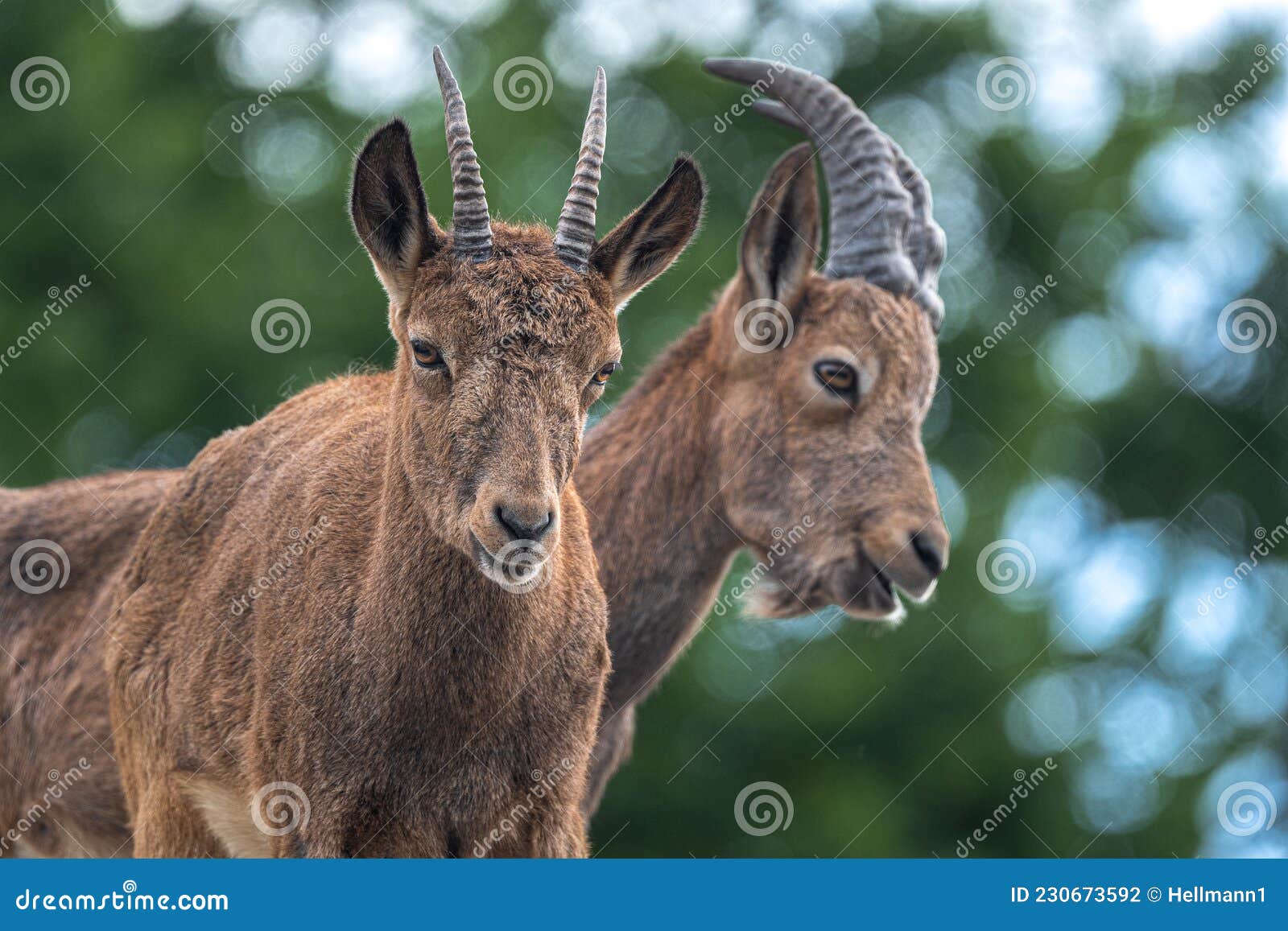 Female Siberian Mountain Goat Royalty-Free Stock Photography ...