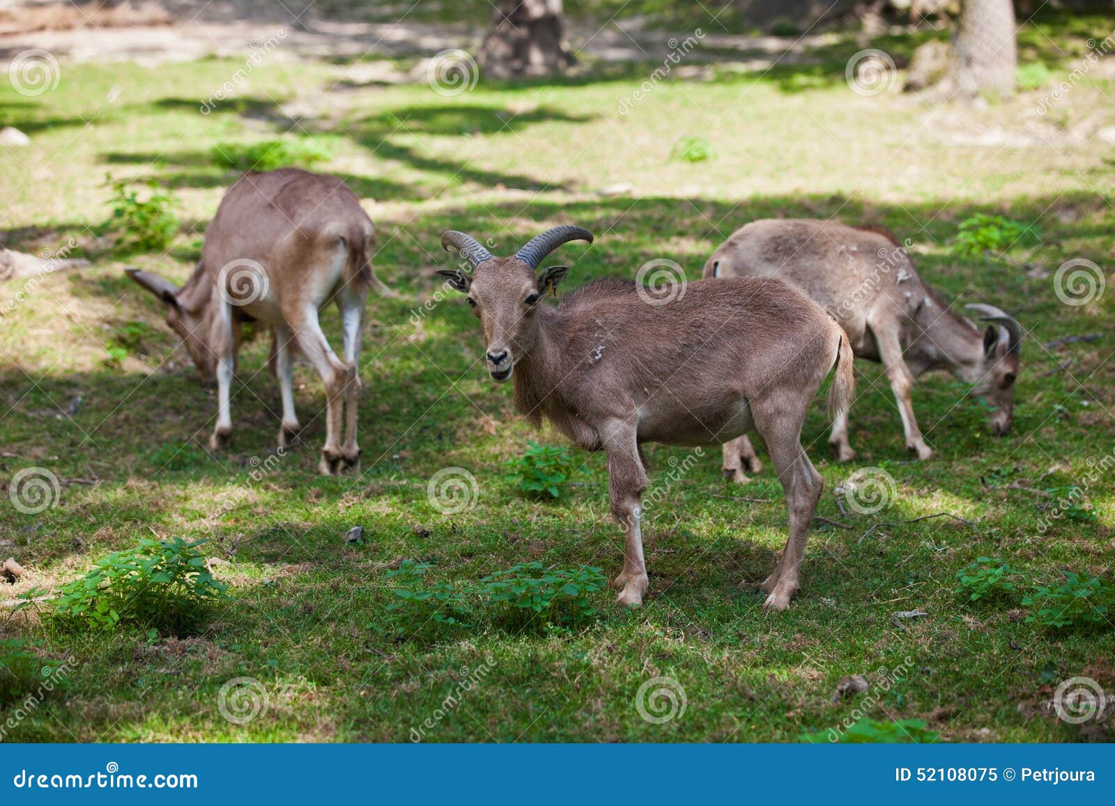 Female Siberian Mountain Goat Royalty-Free Stock Photography ...