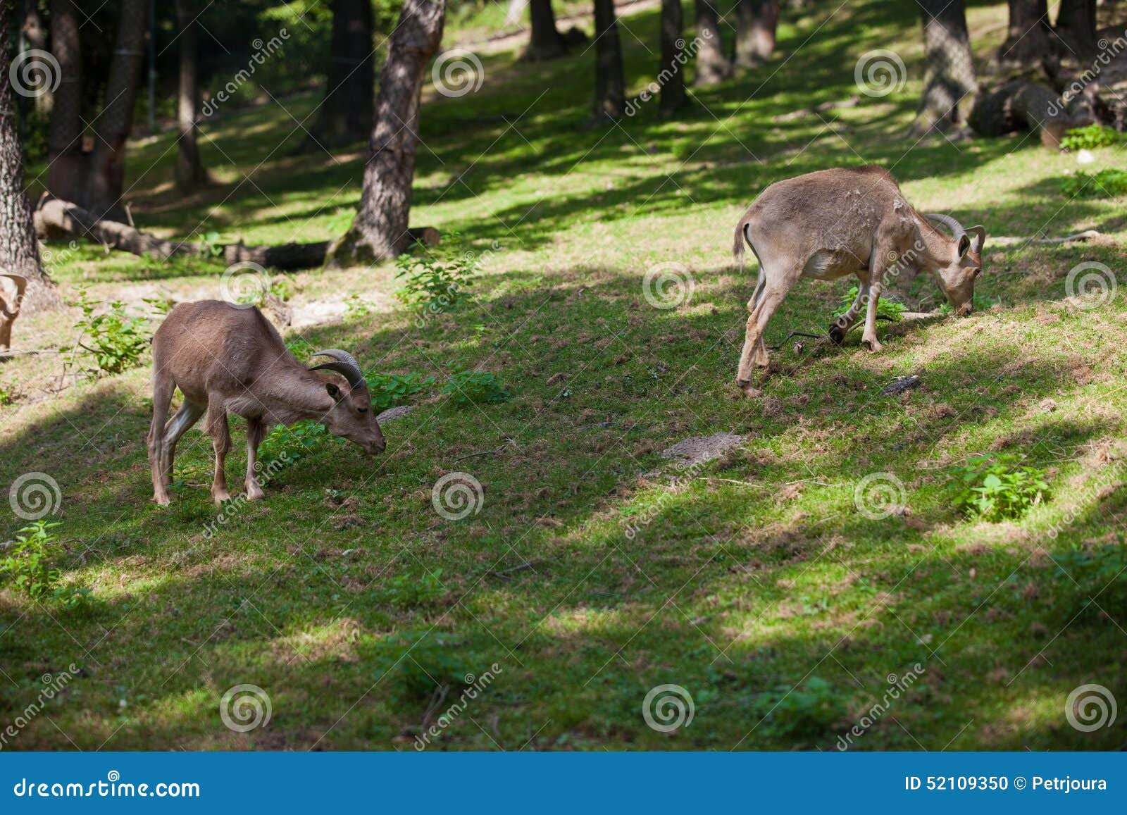 Female Siberian Mountain Goat Royalty-Free Stock Photography ...