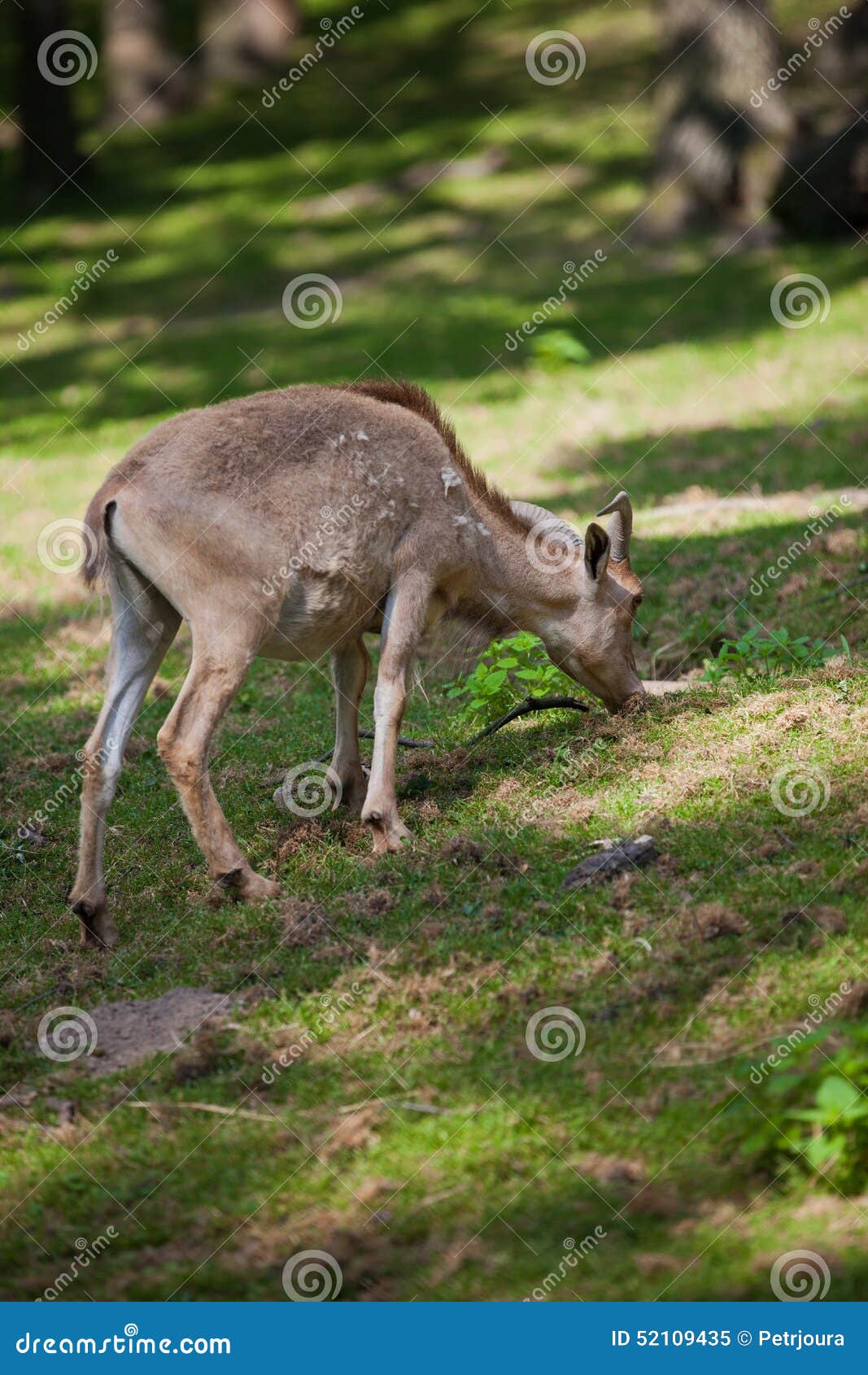 Female Siberian Mountain Goat Royalty-Free Stock Photography ...