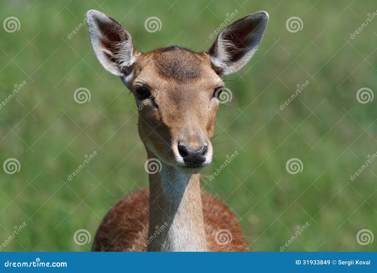 A Female Sika Deer With A Characteristic Color In A Closed Reserve ...