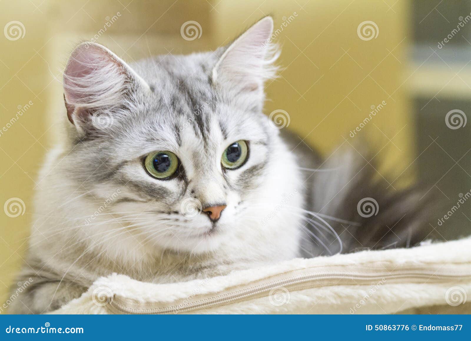 Female Silver Cat, Beautiful Siberian Kitten Stock Photo - Image of ...
