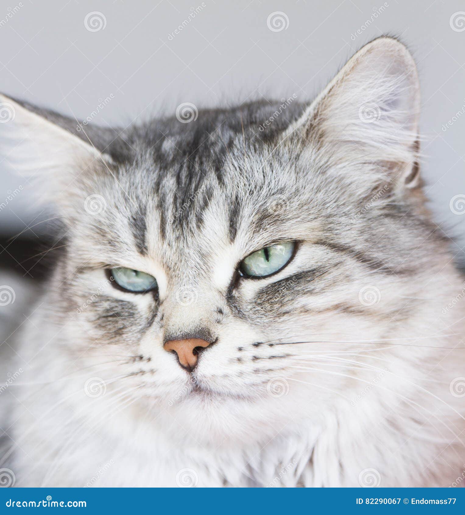Female Silver Cat in the House Stock Image - Image of pedigree, furry ...