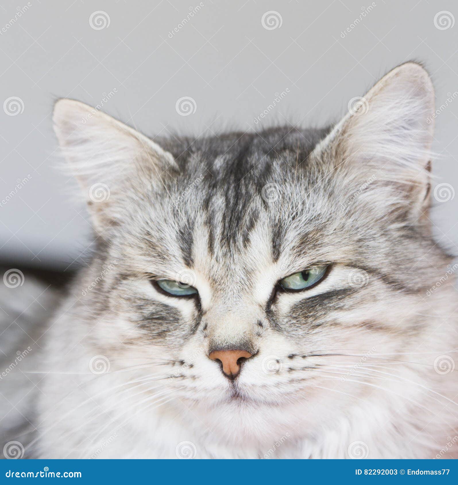 Female Silver Cat in the House Stock Image - Image of feline, kitty ...