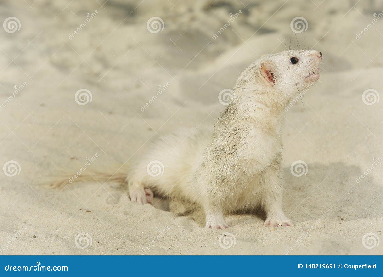 Female Silver Ferret Portrait in Sand of Beach Style Stock Image ...
