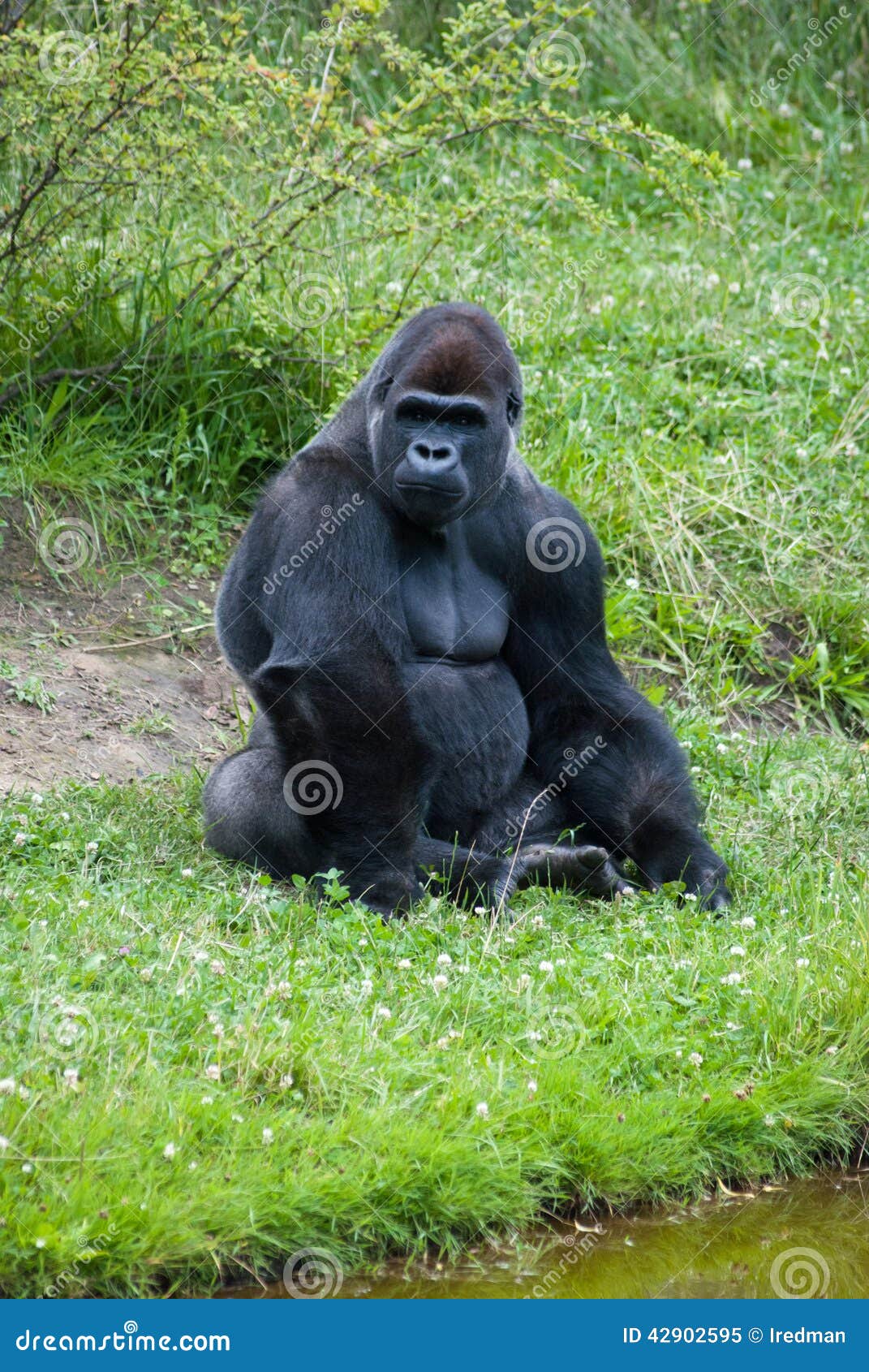 Female silver gorilla stock image. Image of power, outside - 42902595