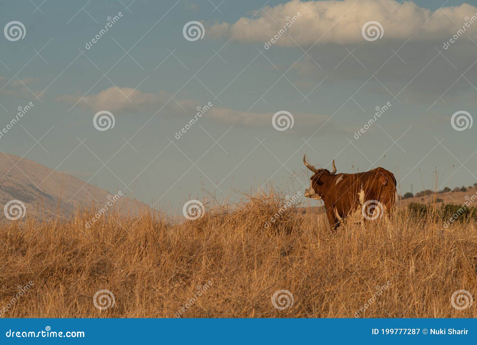 Female Single Cow on a Meadow during Sunset Stock Image - Image of ...