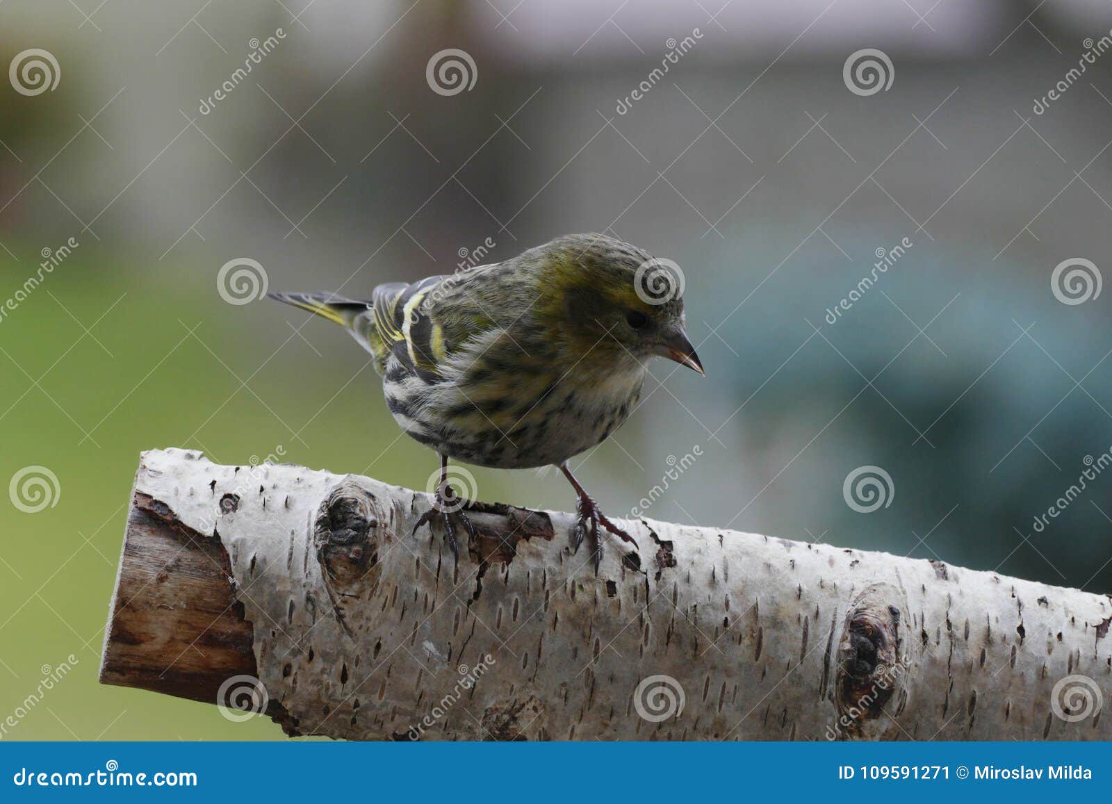 Small song bird stock image. Image of gray, birdwatching - 109591271