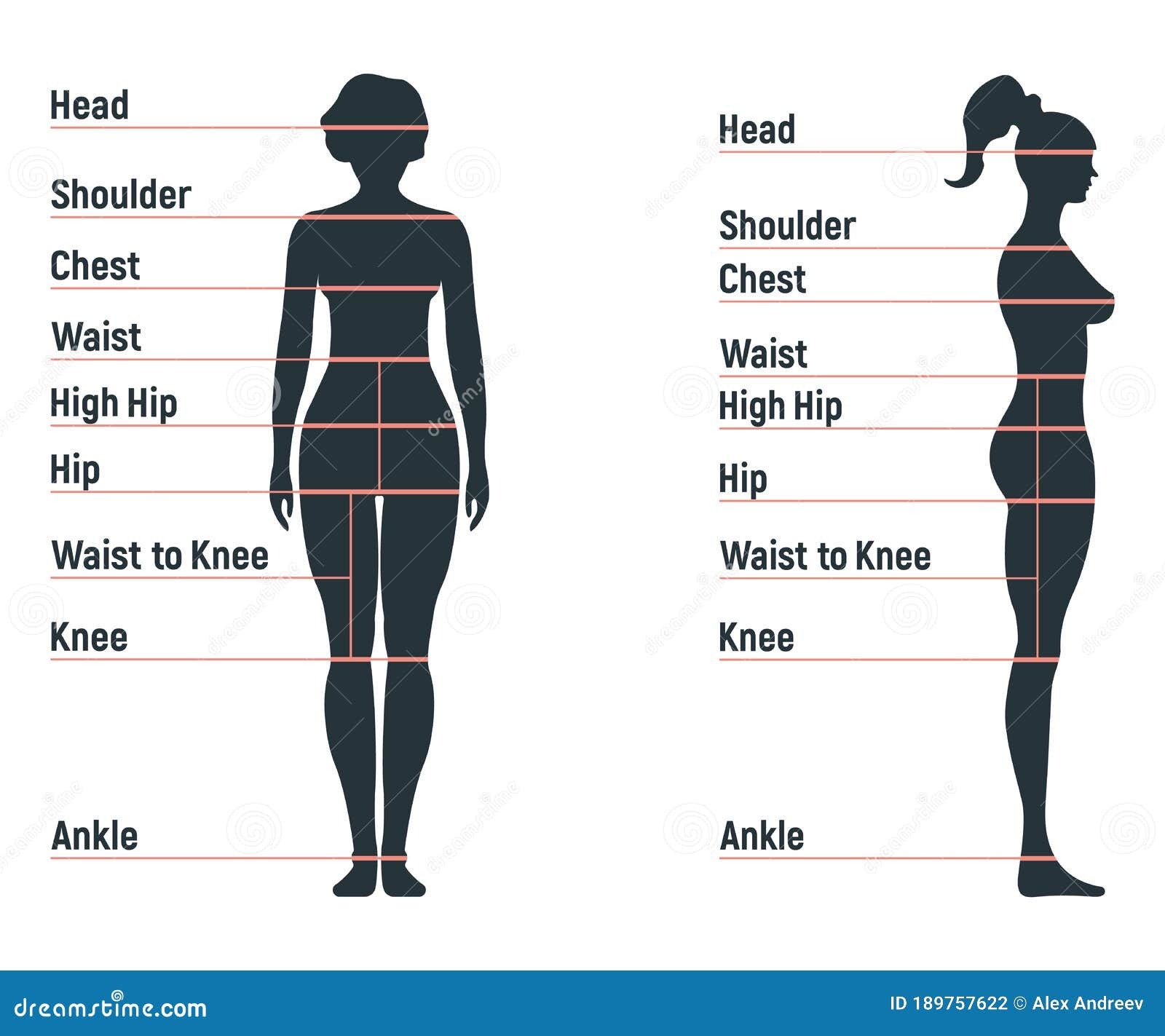 Female Size Chart Anatomy Human Character People Dummy Front And View