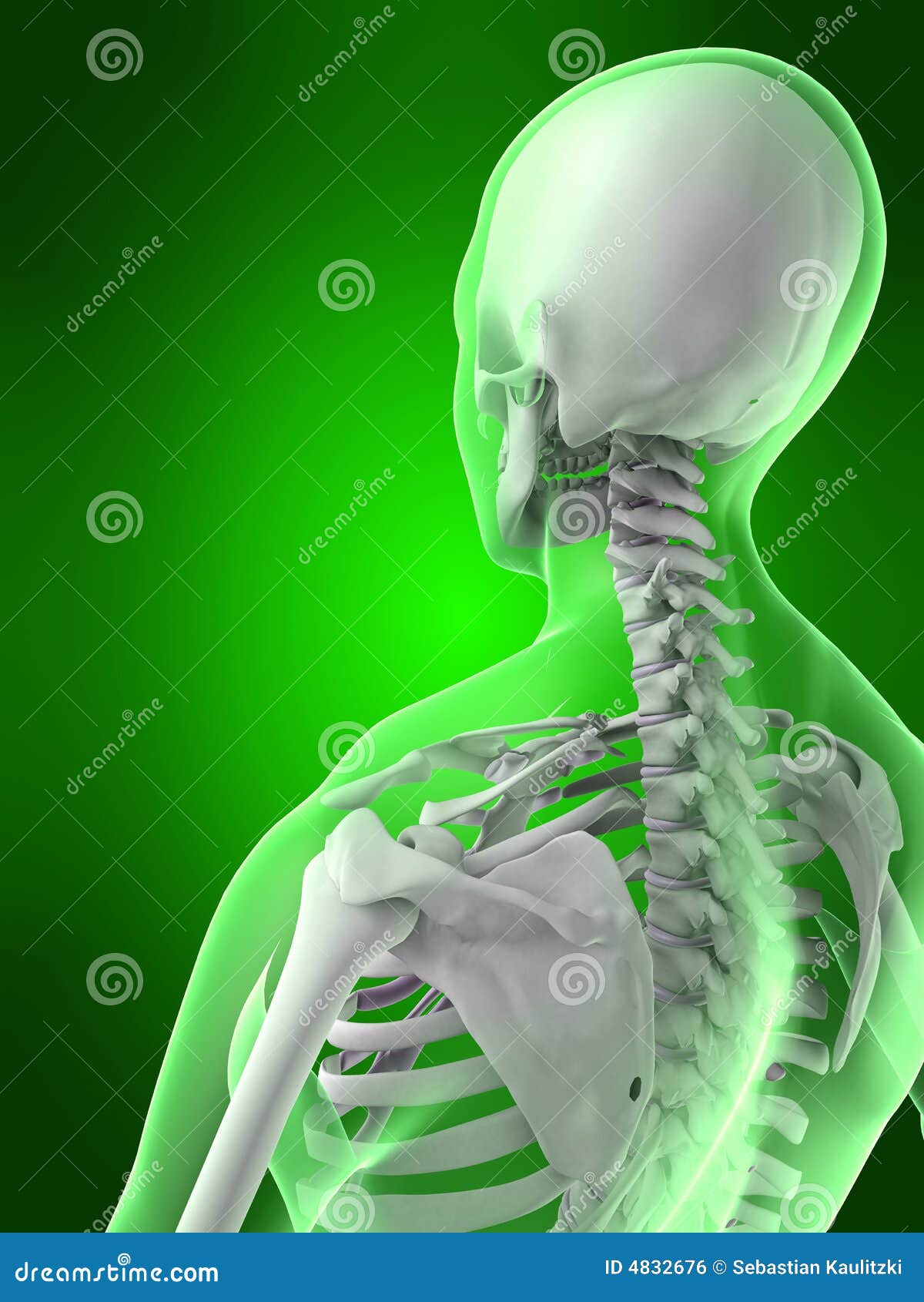Female skeletal neck stock illustration. Illustration of skull - 4832676