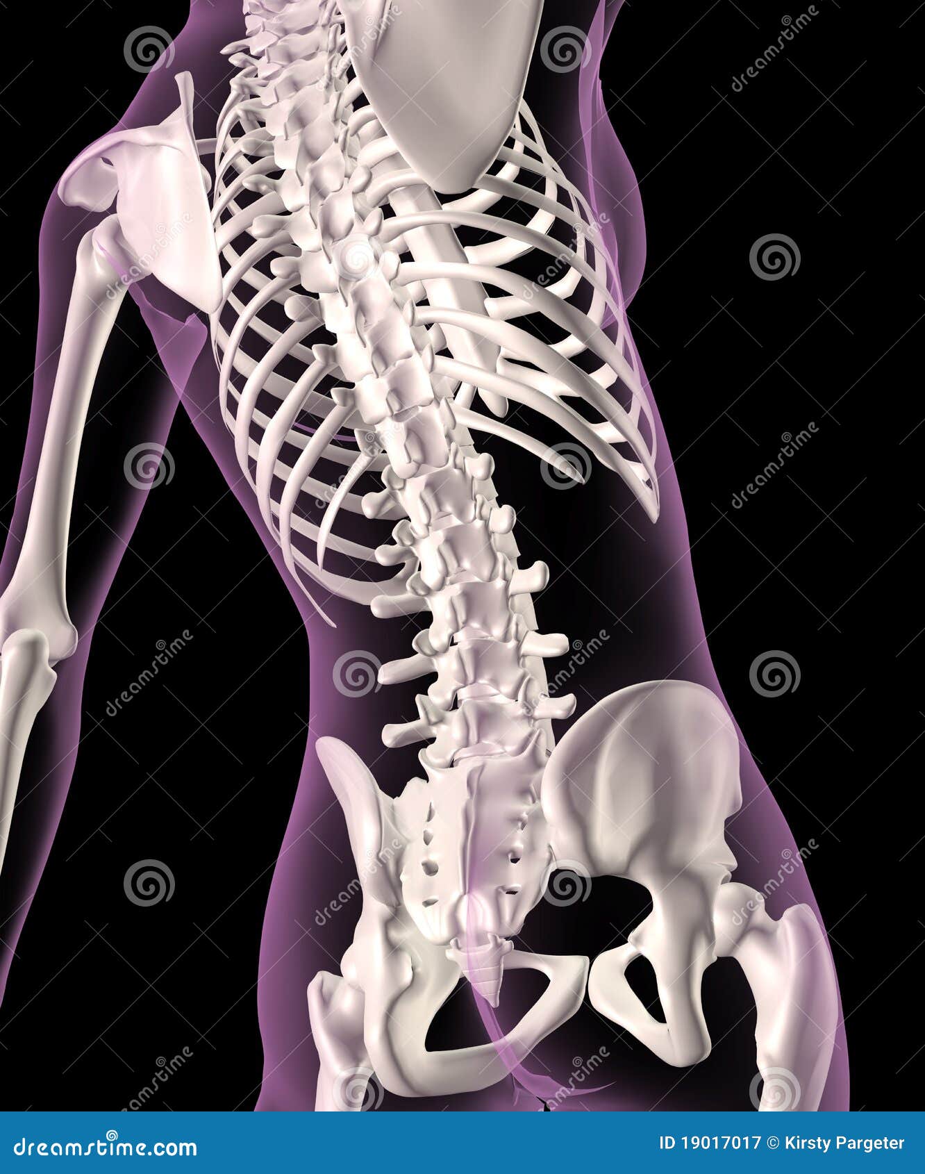 Female skeleton stock illustration. Illustration of ribs - 19017017