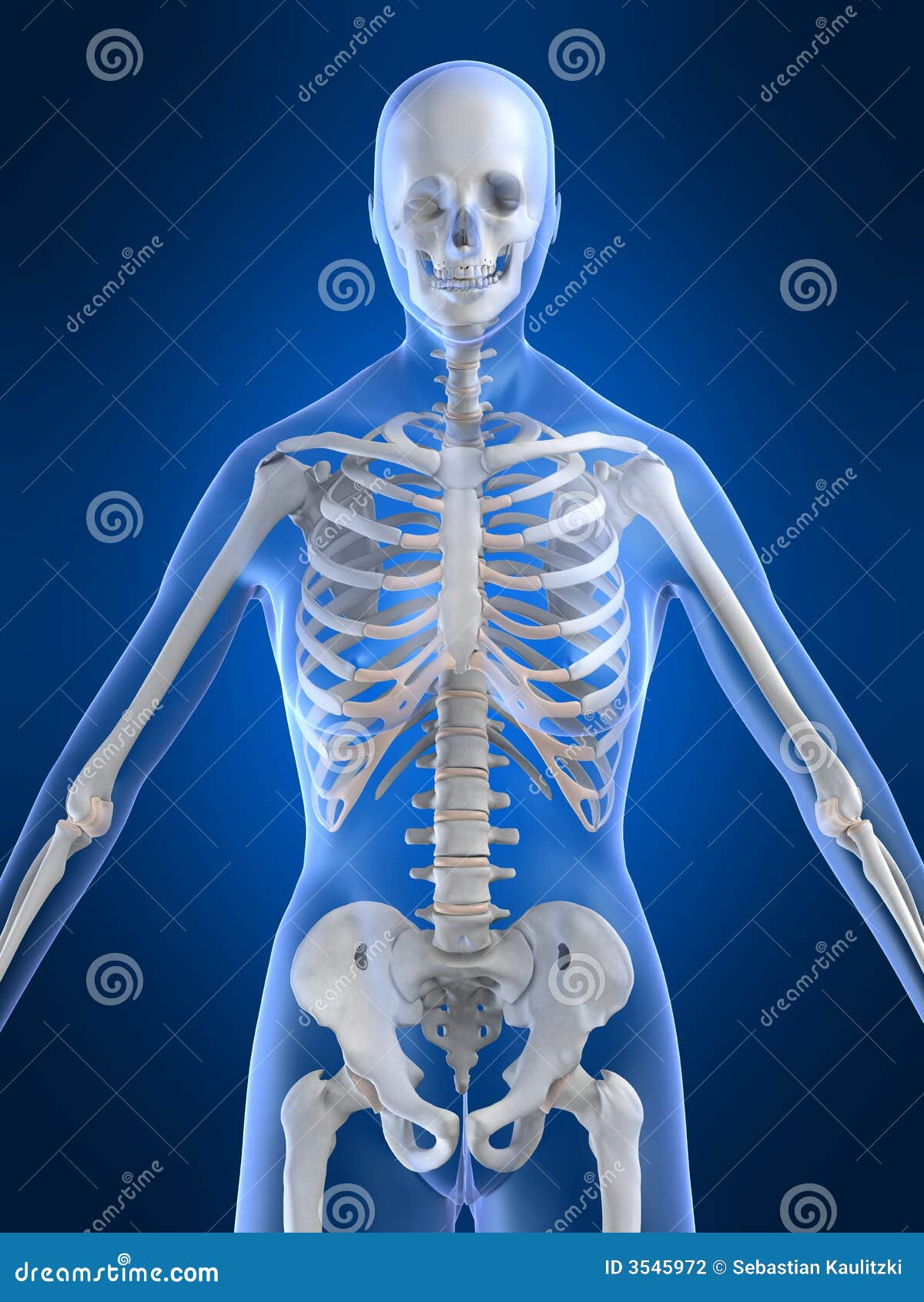 The Female Skeleton Stock Illustration | CartoonDealer.com #34777180