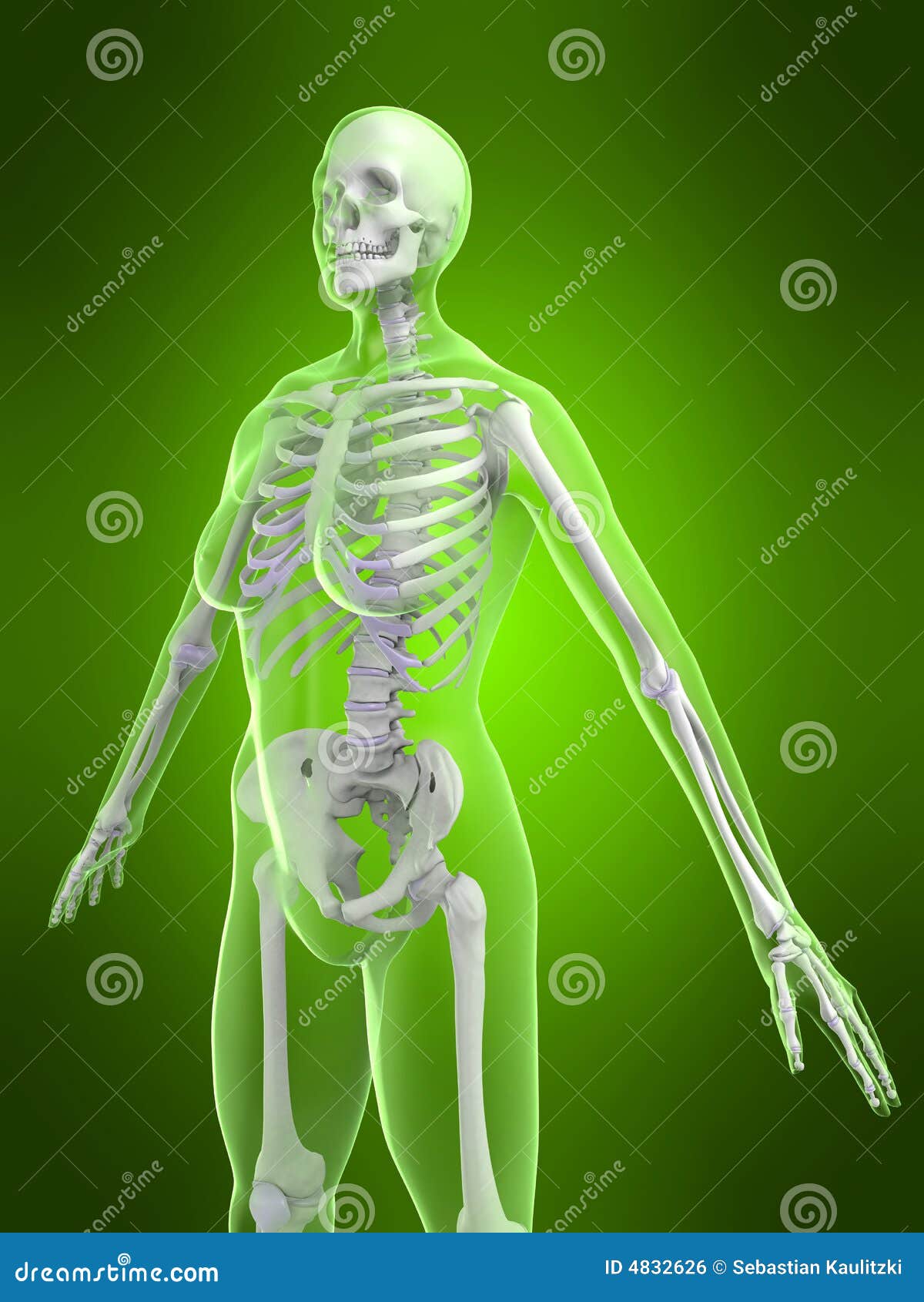 The Female Skeleton Stock Illustration | CartoonDealer.com #34777180