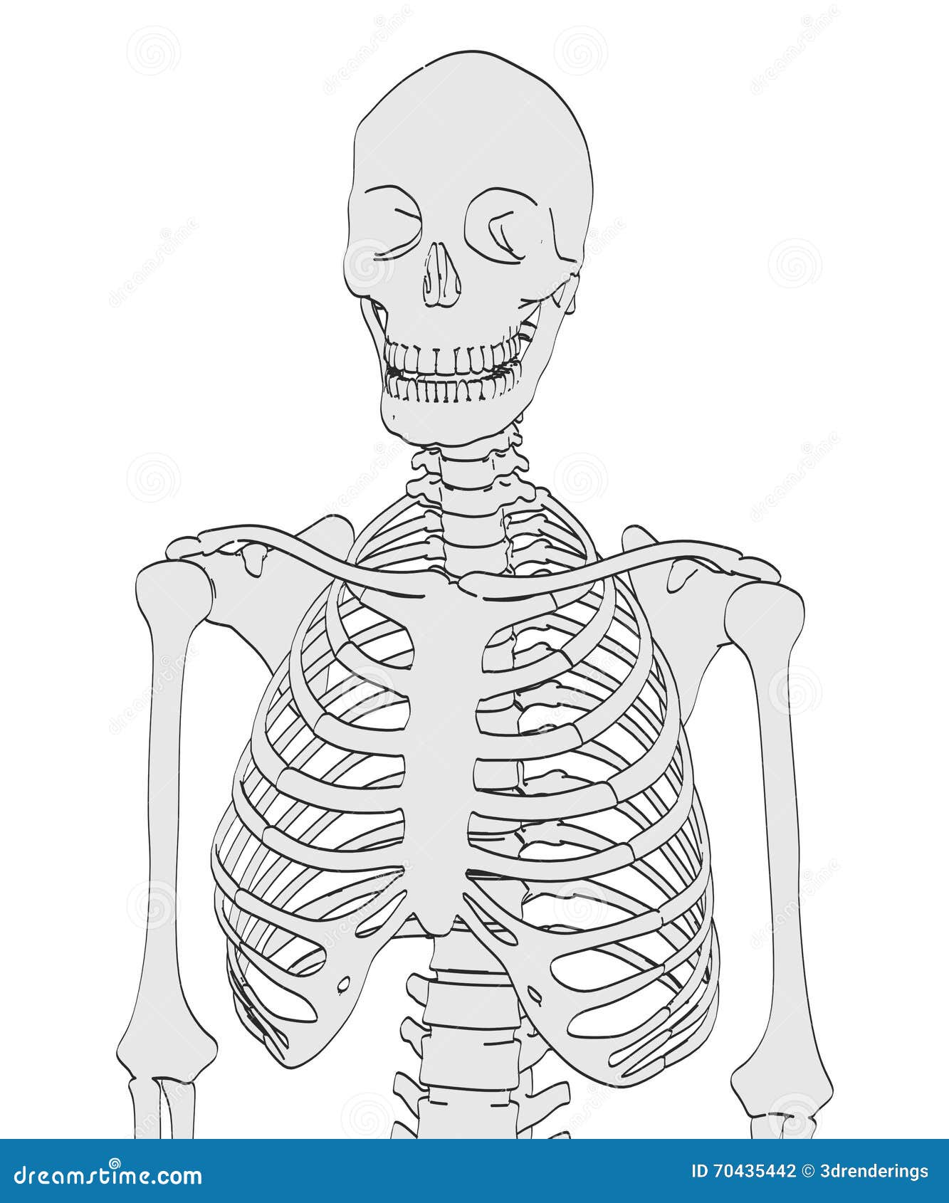 Female skeleton stock illustration. Illustration of cartoon - 70435442