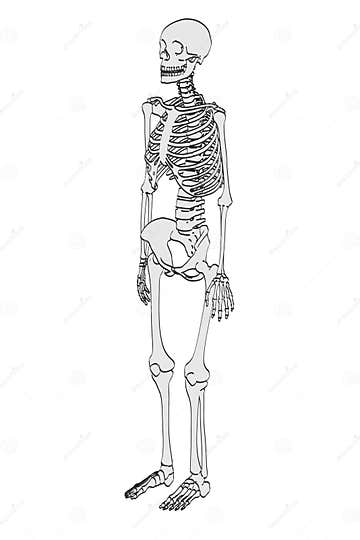 Female Skeleton Stock Illustration Illustration Of Cartoon 70491976
