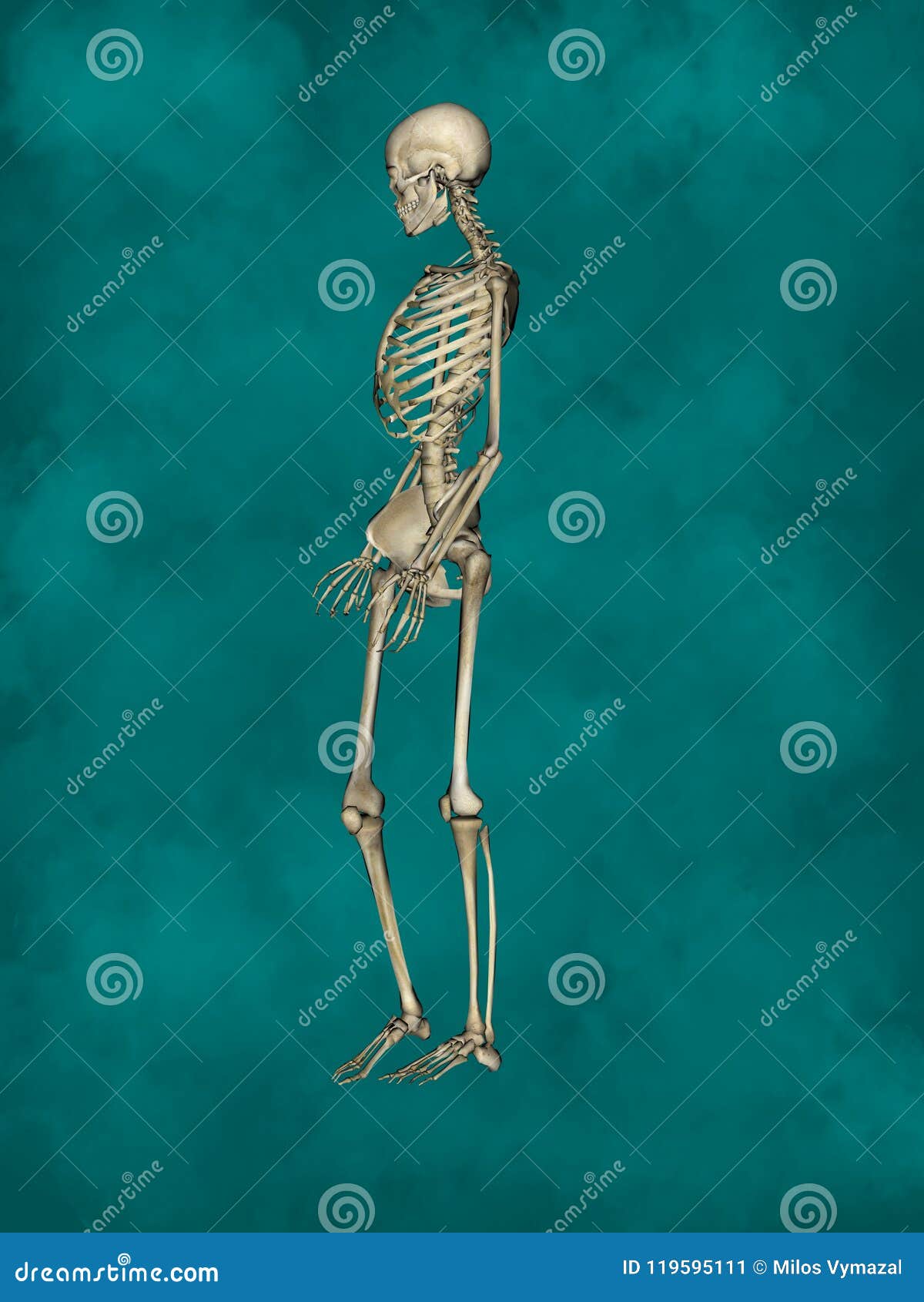 Female Skeleton, 3D Human Model Stock Illustration - Illustration of ...