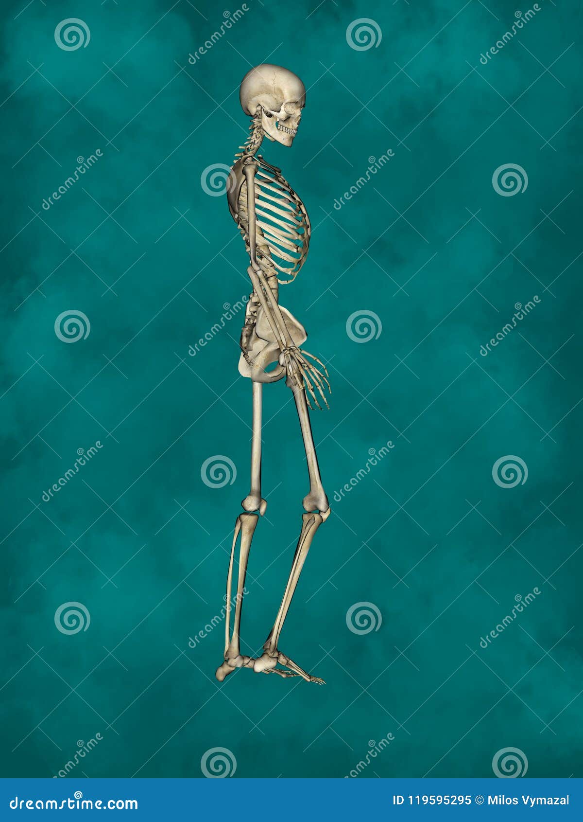 Female Skeleton, 3D Human Model Stock Illustration - Illustration of ...