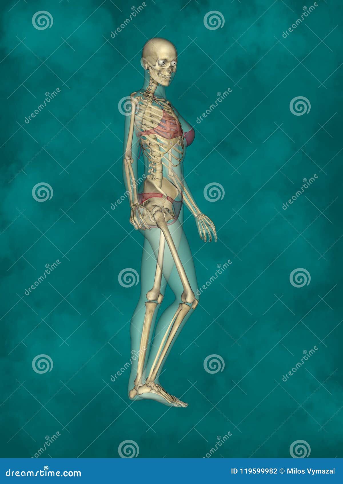 Female Skeleton, 3D Human Model Stock Illustration - Illustration of ...