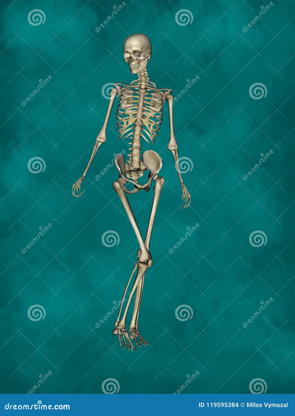 Female Skeleton, 3D Human Model Stock Illustration - Illustration of ...