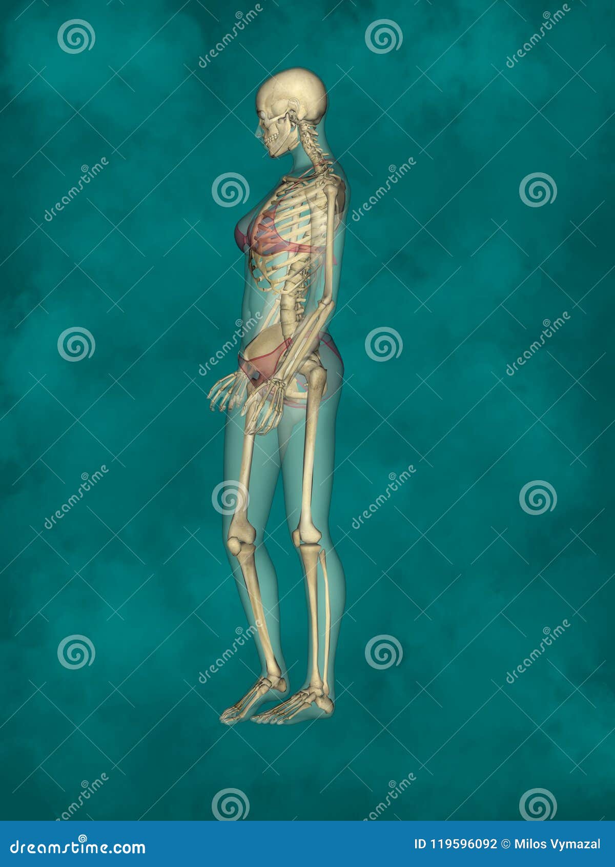 Female Skeleton, 3D Human Model Stock Illustration - Illustration of ...