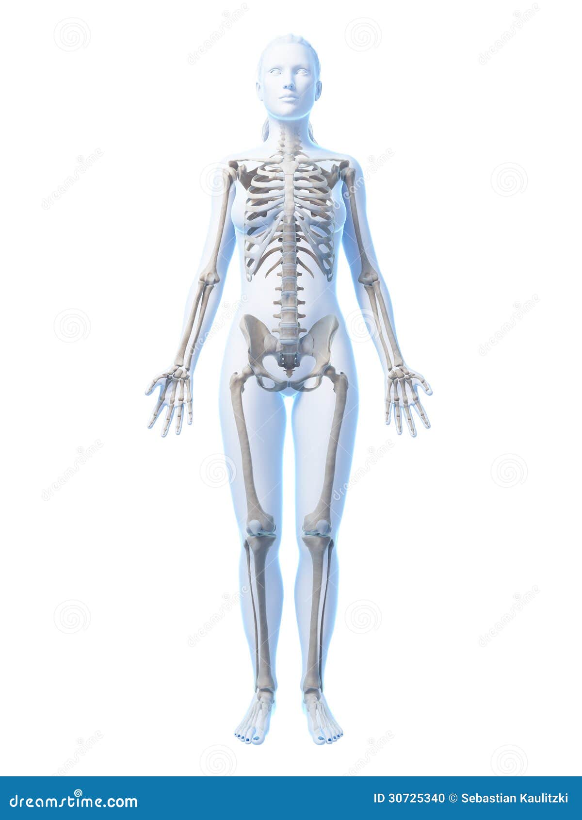 Female skeleton stock illustration. Illustration of anatomy - 30725340
