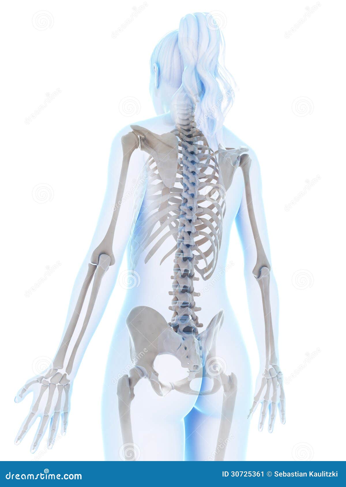 Female Skeleton Royalty-Free Cartoon | CartoonDealer.com #30725432