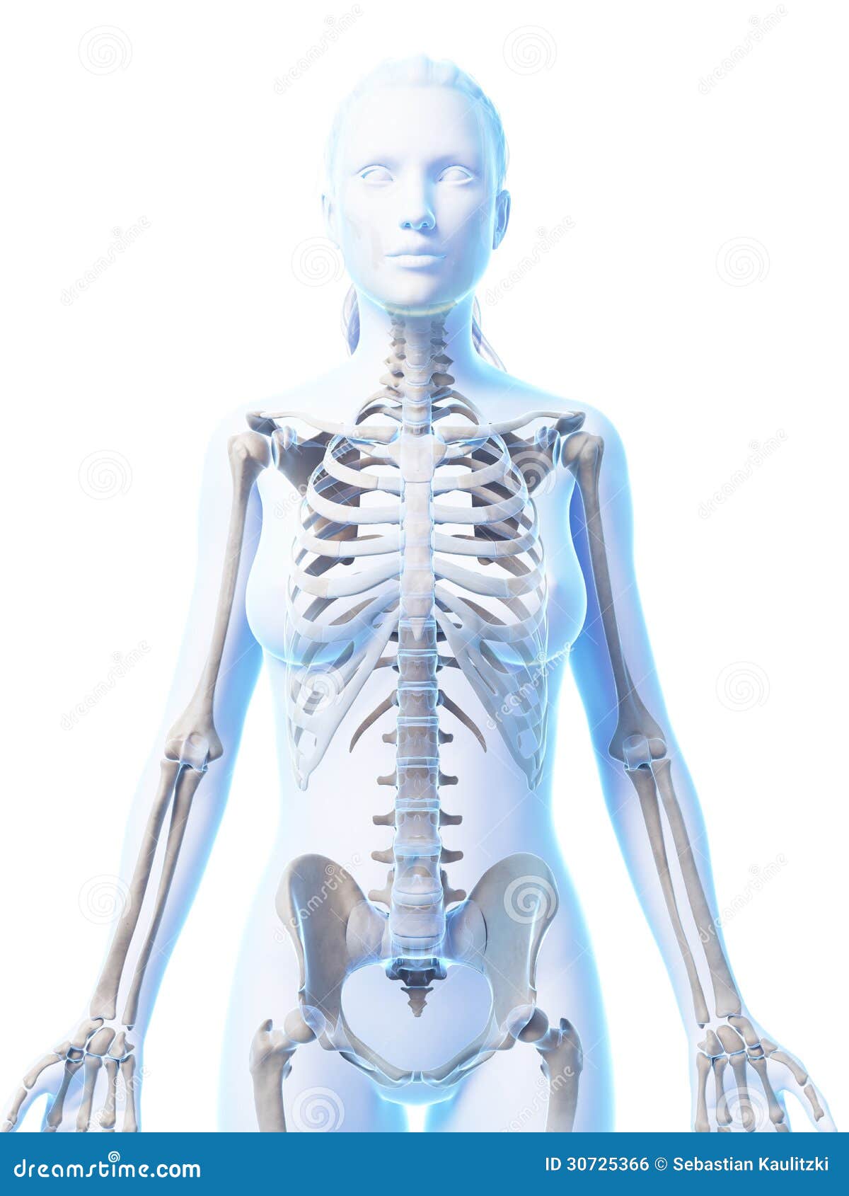 Female Skeleton Royalty-Free Cartoon | CartoonDealer.com #30725432