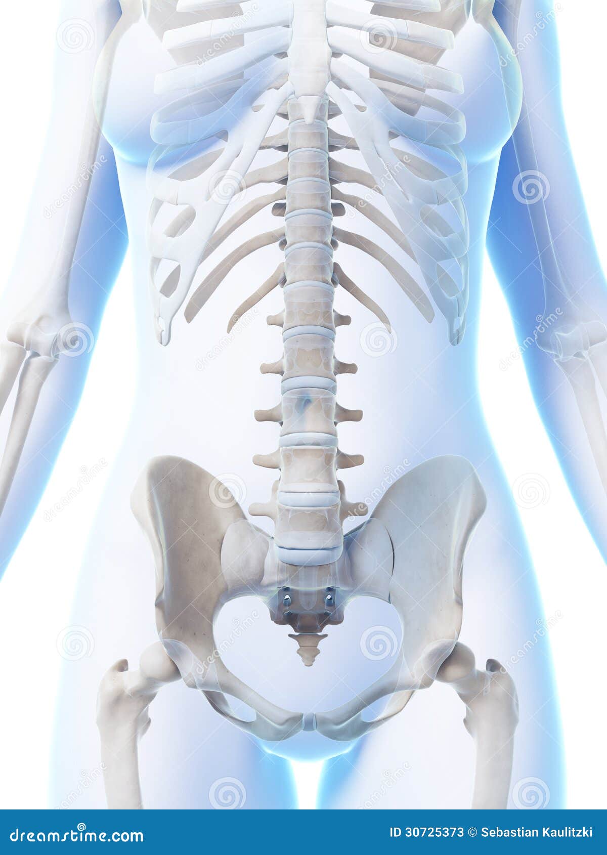 Female skeleton stock illustration. Illustration of biology - 30725373