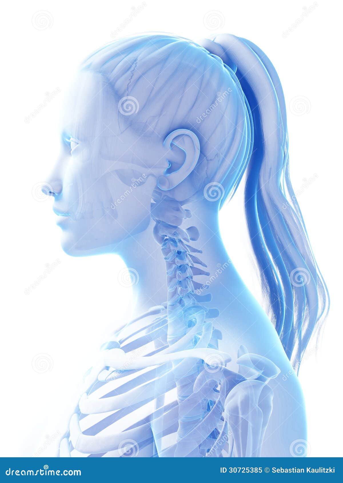 The Female Skeleton Stock Illustration | CartoonDealer.com #34777180