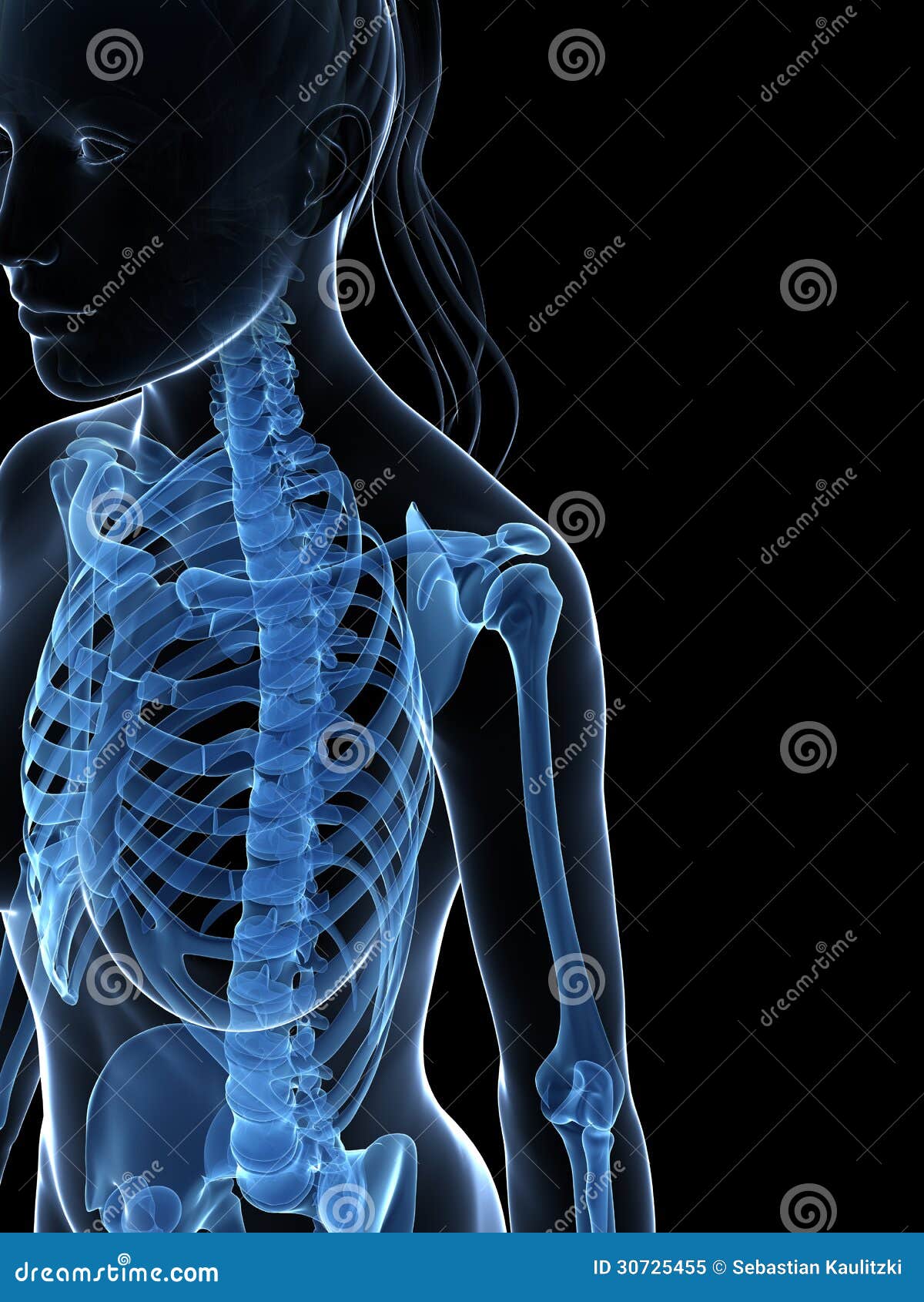 Female skeleton stock illustration. Illustration of xray - 30725455