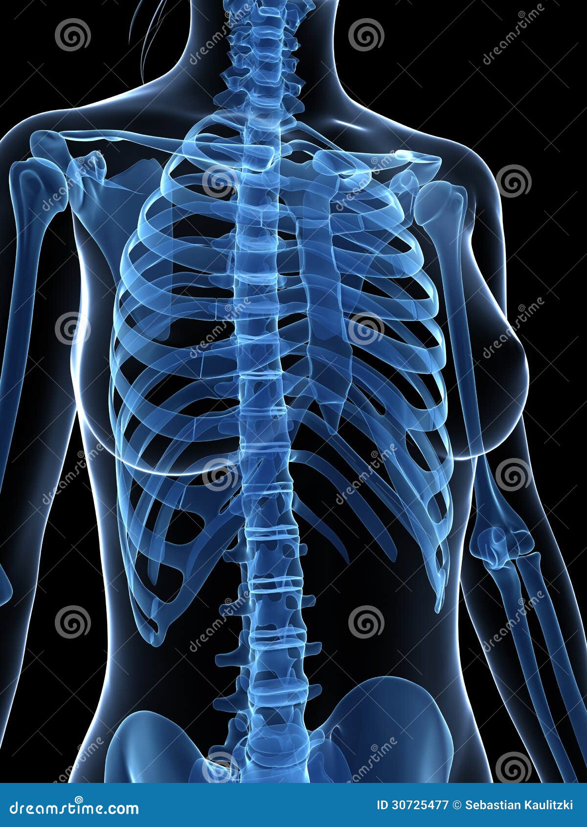 Female skeleton stock illustration. Illustration of graphic - 30725477