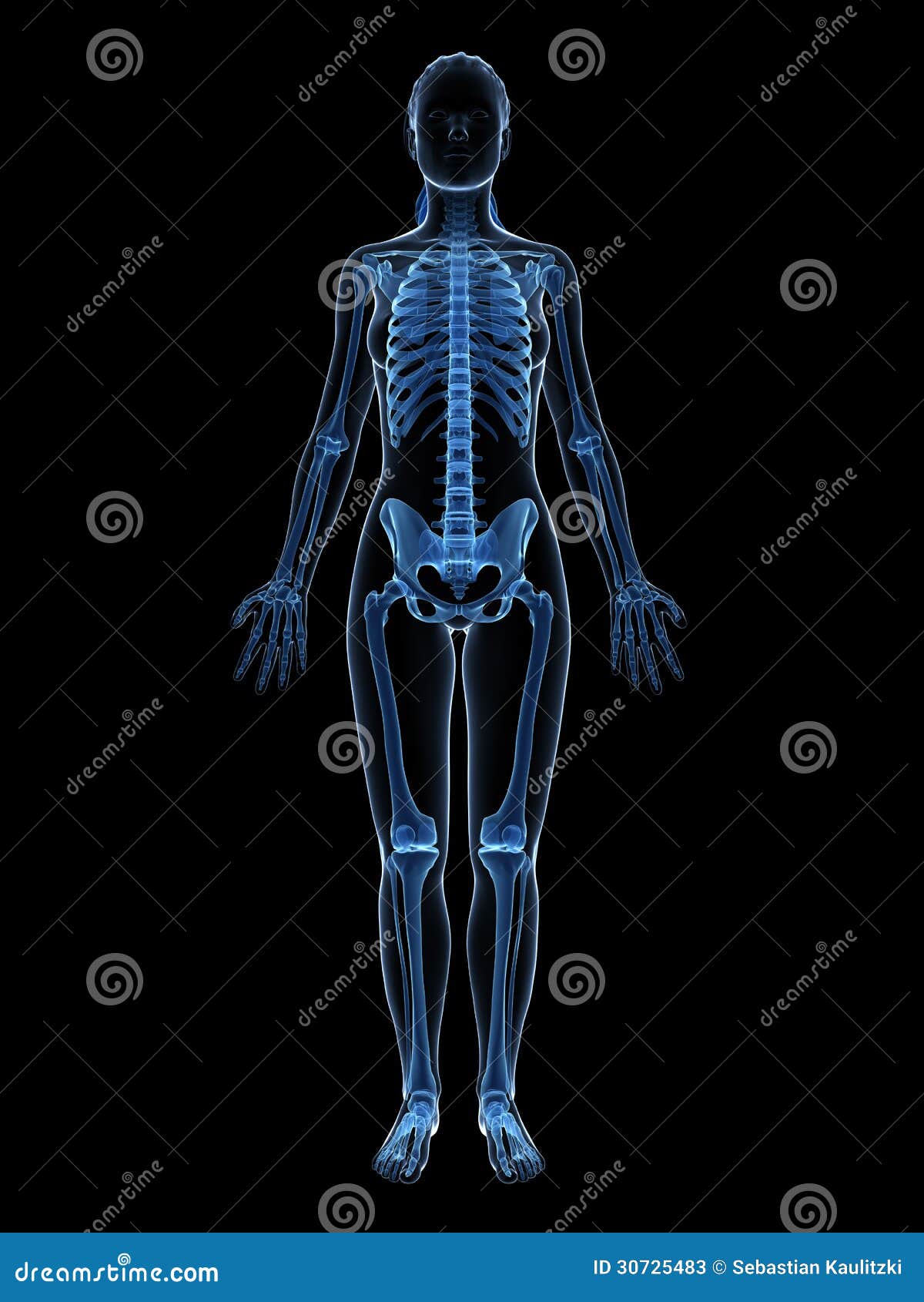 Female skeleton stock illustration. Illustration of biology - 30725483