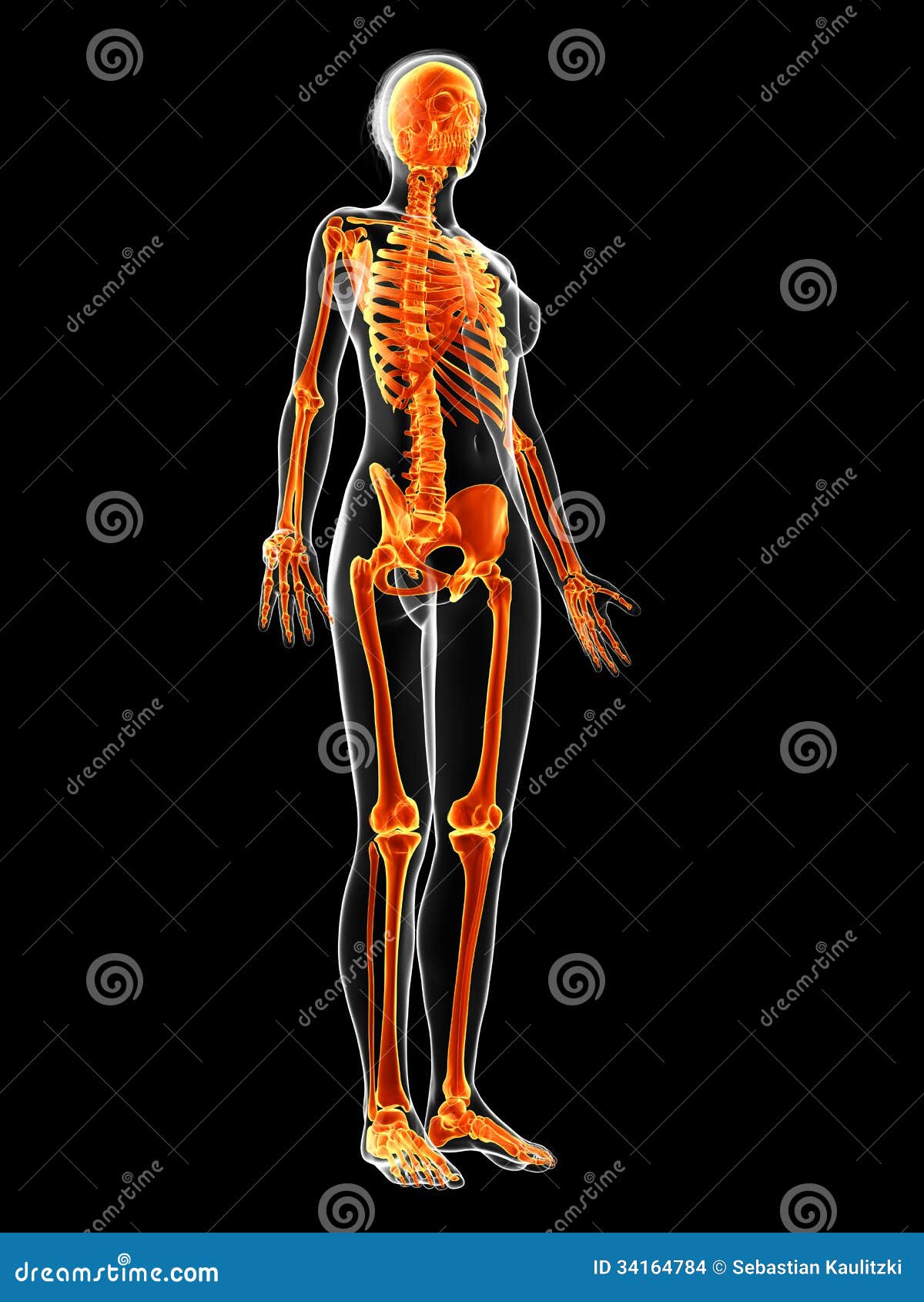 The female skeleton stock illustration. Illustration of science - 34164784