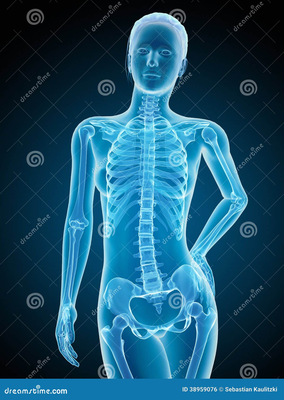 The Female Skeleton Stock Illustration | CartoonDealer.com #34777180