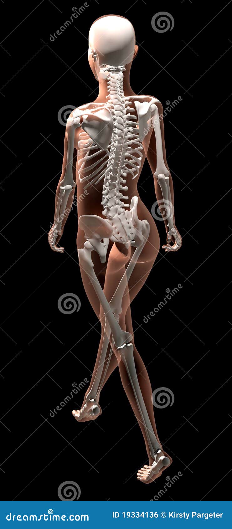 Skeleton Walking Jumping Greeting Scaring Halloween Poses Vector ...